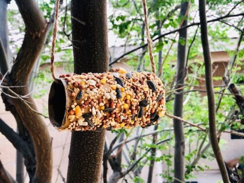 How to Make a Cardboard Tube Bird Feeder - Crafty Morning