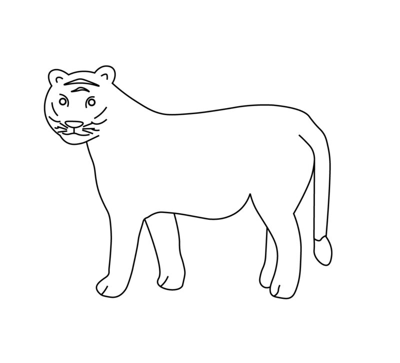 How to Draw a Tiger Step by Step - Crafty Morning