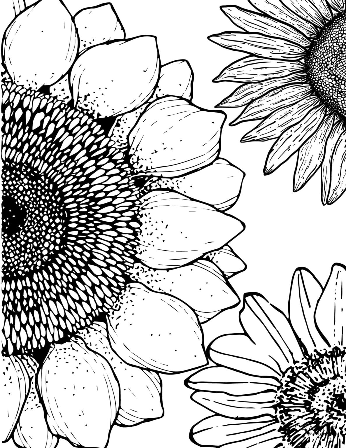 Free Printable Sunflower Coloring Pages - Crafty Morning
