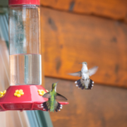 Homemade Hummingbird Nectar Recipe - Crafty Morning