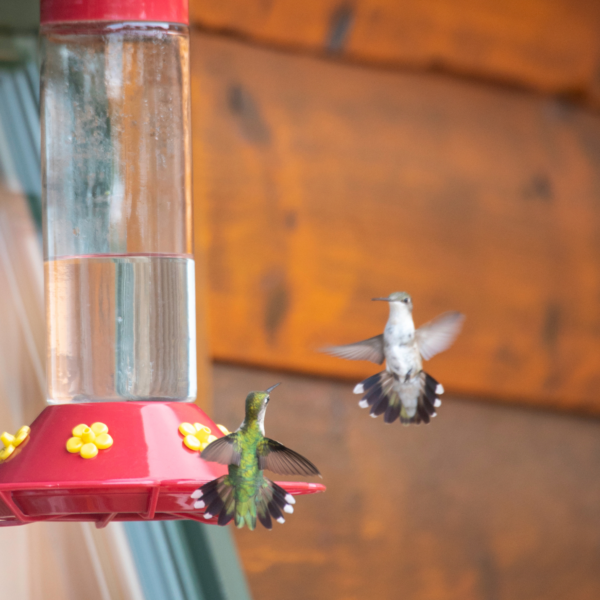 Homemade Hummingbird Nectar Recipe - Crafty Morning