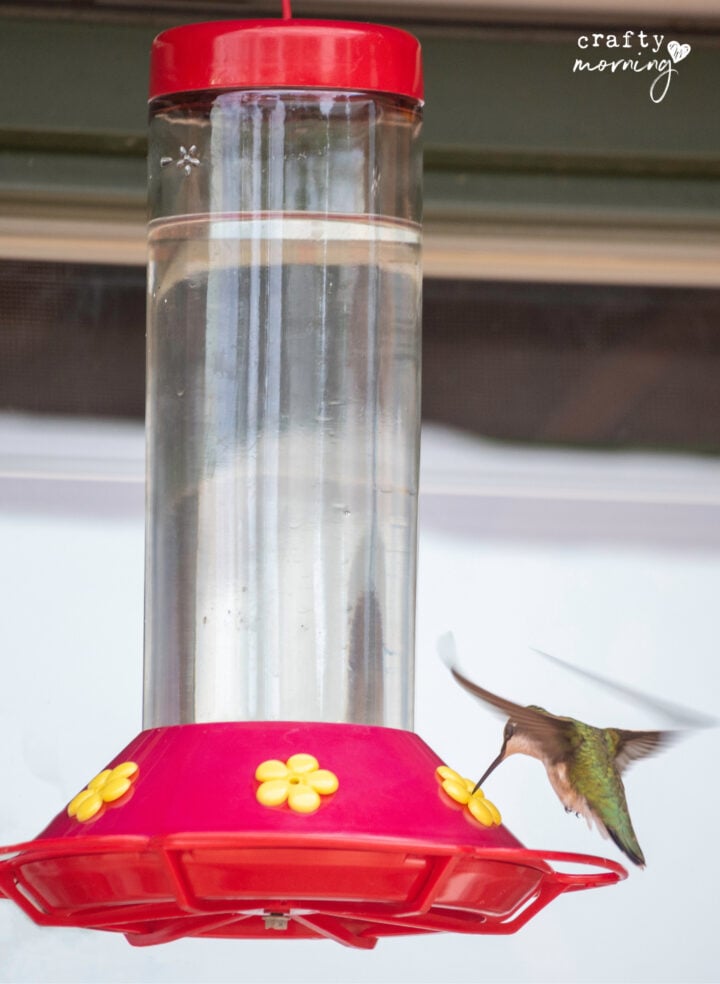 Homemade Hummingbird Nectar Recipe - Crafty Morning