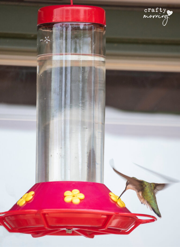 Homemade Hummingbird Nectar Recipe - Crafty Morning