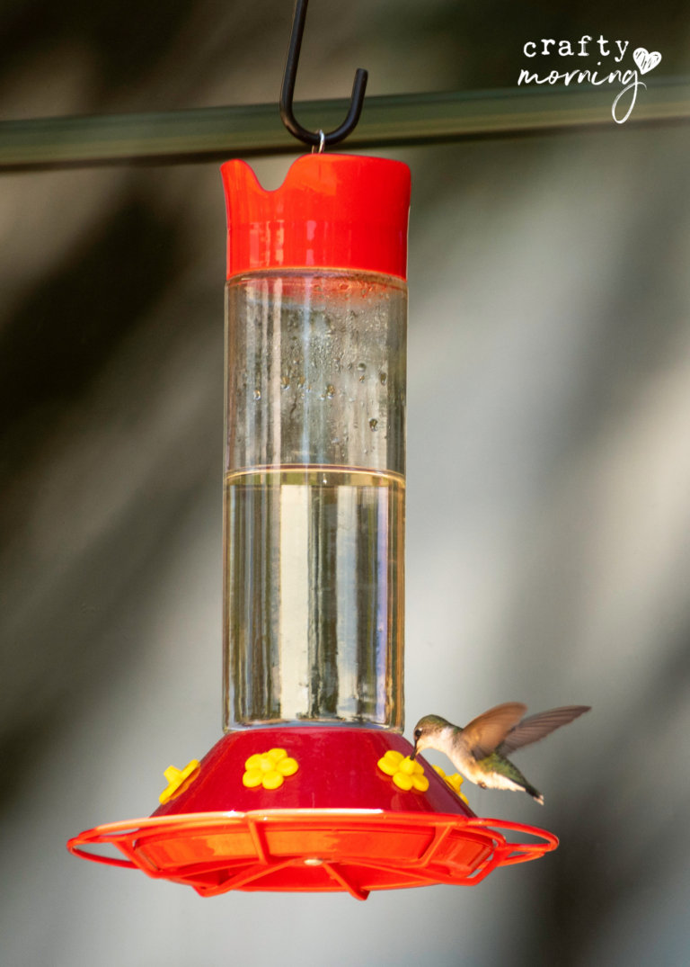 Homemade Hummingbird Nectar Recipe - Crafty Morning